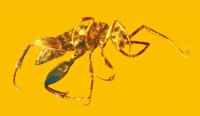 Ancient wingless wasp, now extinct, is one of | EurekAlert!