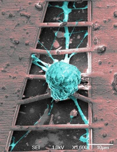 Insect Neurons [IMAGE] | EurekAlert! Science News Releases