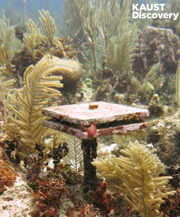 Checking coral reef health one [IMAGE] | EurekAlert! Science News Releases