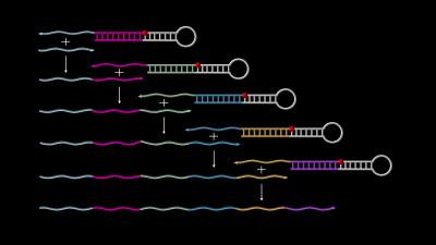 Primer Exchange Reaction Casca [IMAGE] | EurekAlert! Science News Releases