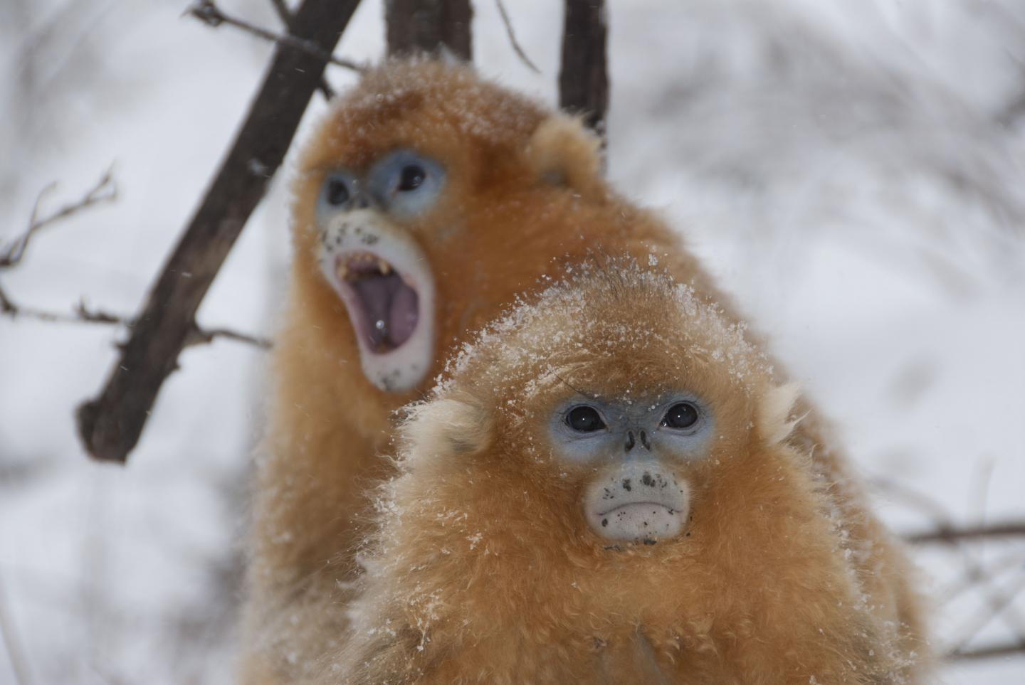 Monkeys in Winter [IMAGE] | EurekAlert! Science News Releases