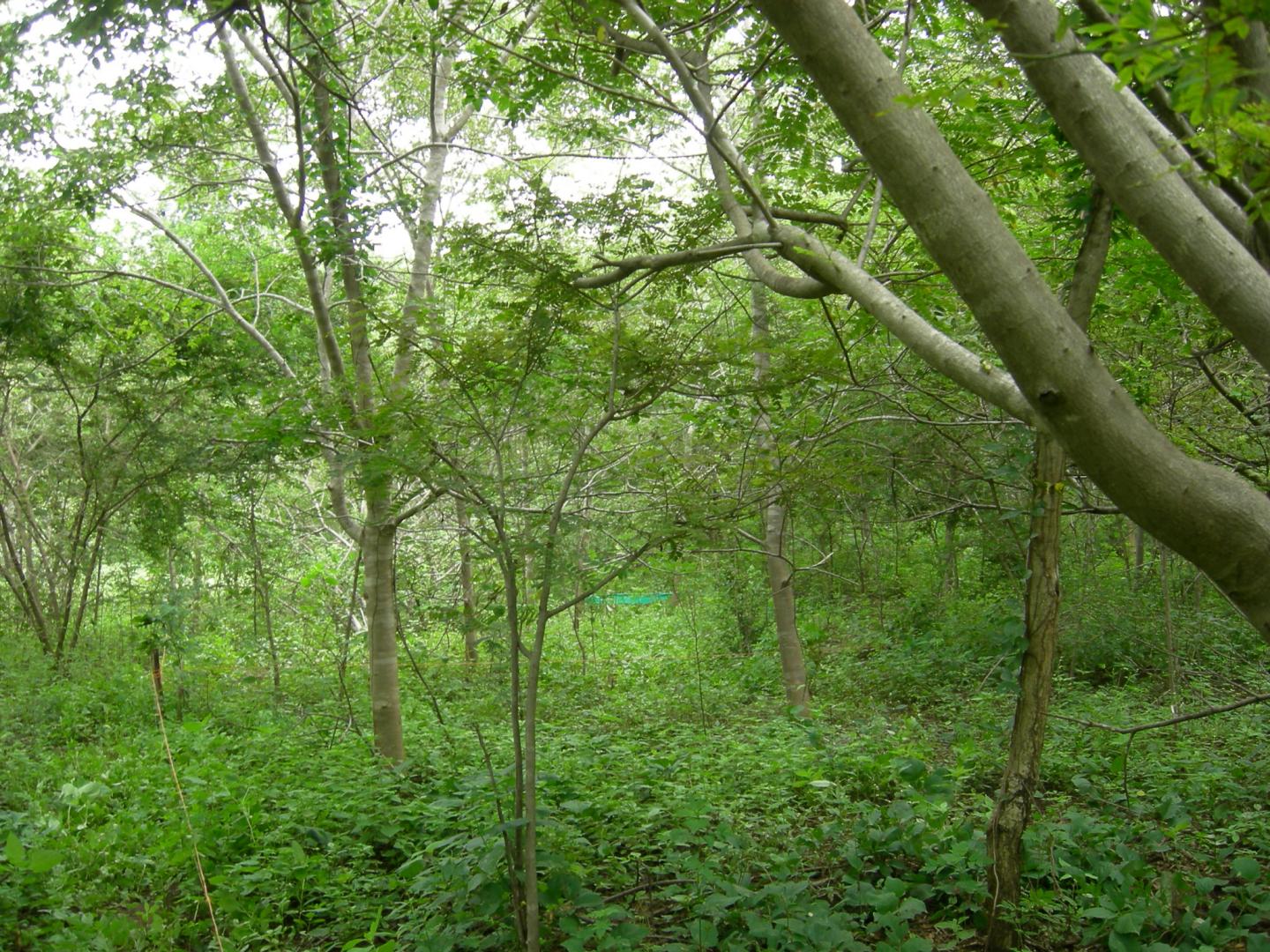 Carbon Sequestration Potential [IMAGE] | EurekAlert! Science News Releases