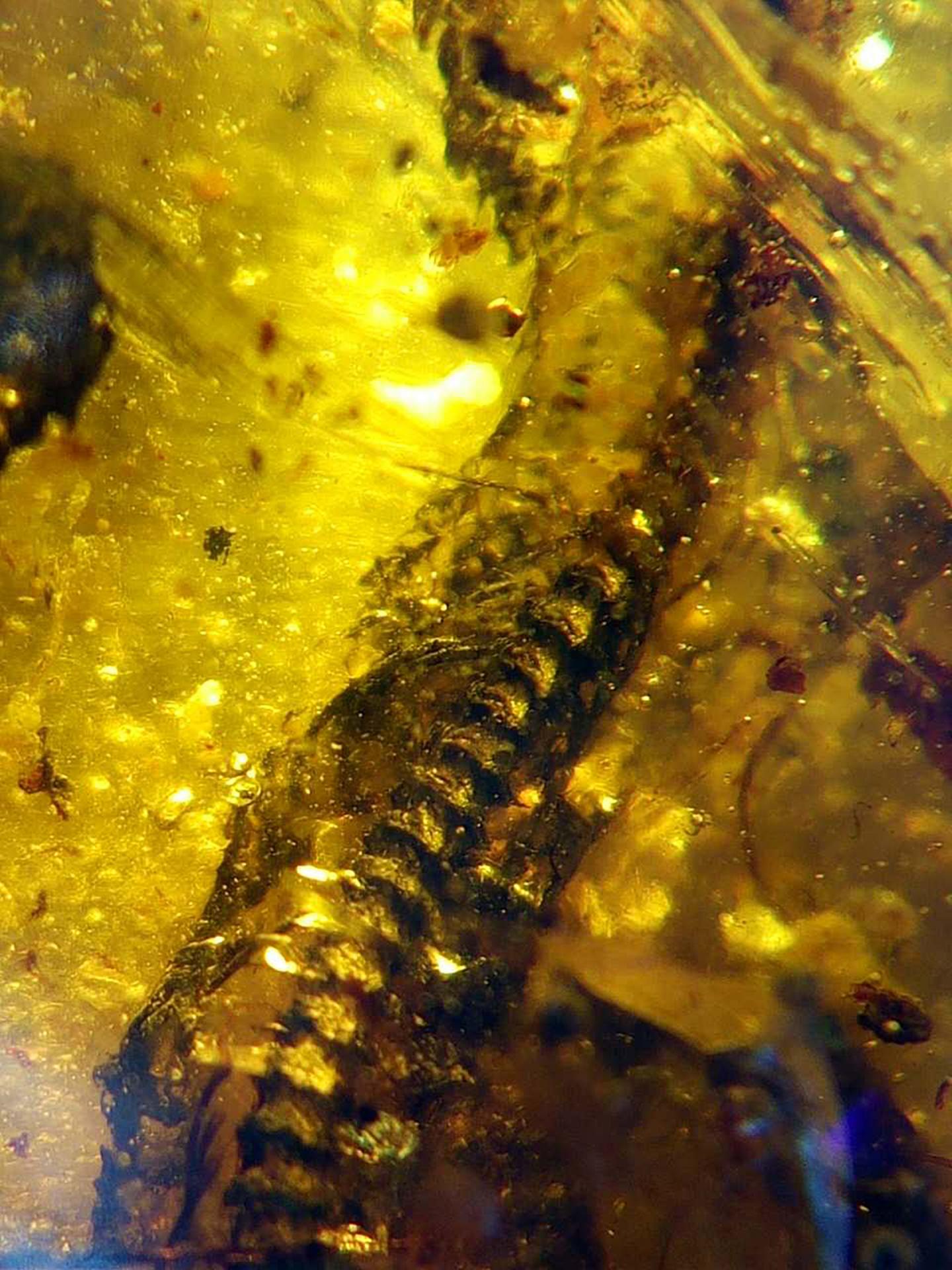 Oldest Baby Snake Fossil Found Preserved in M | EurekAlert!