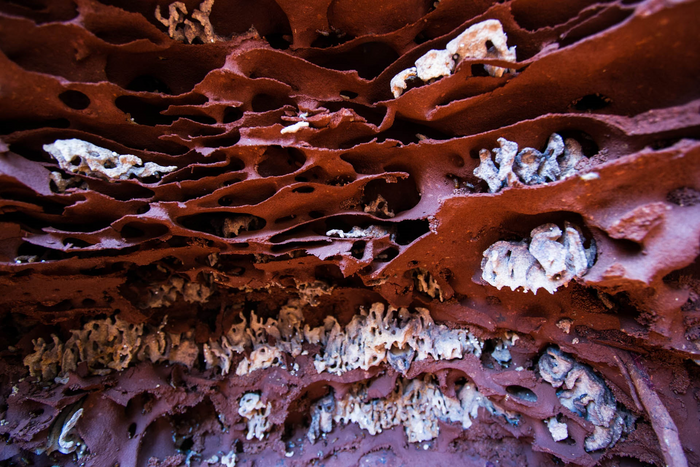 Fungus garden in termite nest [IMAGE] | EurekAlert! Science News Releases