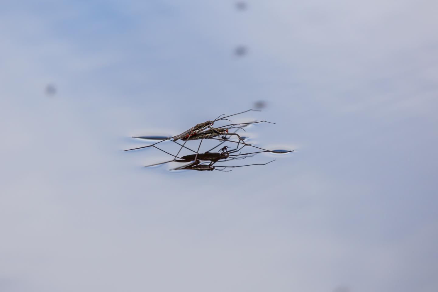 Water Striders [IMAGE] | EurekAlert! Science News Releases