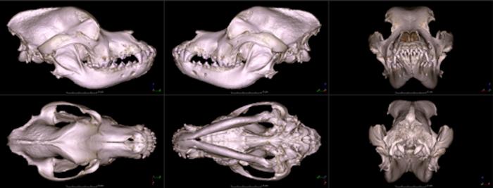 Skull of a Saint Bernard dog f [IMAGE] | EurekAlert! Science News Releases