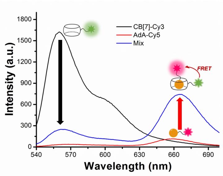 Figure 2: Studying Autophagy w [IMAGE] | EurekAlert! Science News Releases