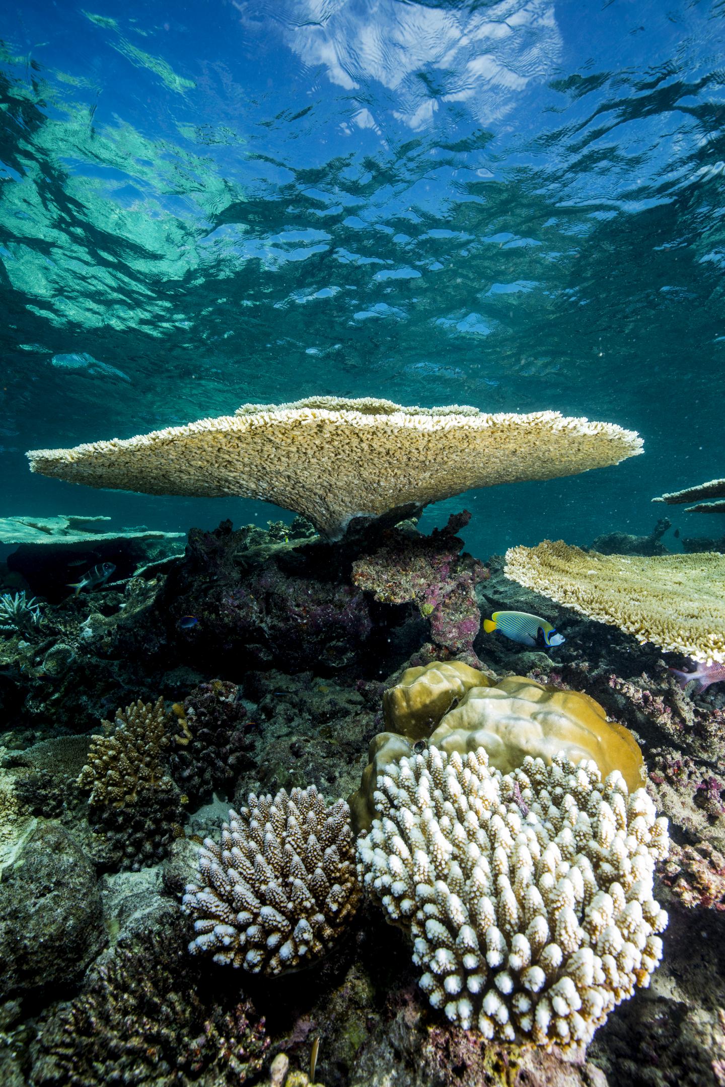 Corals Are Not Only Declining Fast, They're R | EurekAlert!
