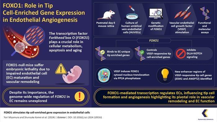 FOXO1: Role in Tip Cell-Enrich [IMAGE] | EurekAlert! Science News Releases
