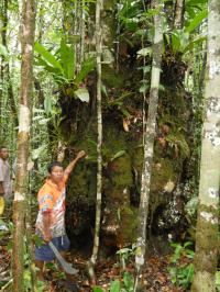 More Than Half of All Amazonian Tree Species | EurekAlert!