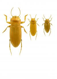 Blind beetles show extraordinary signs of sig | EurekAlert!