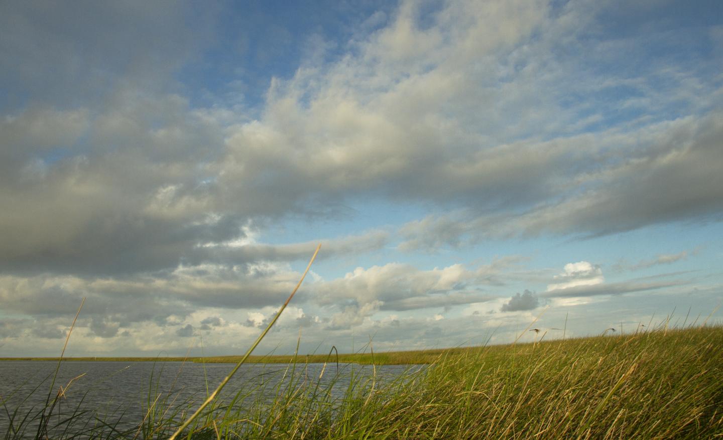 Gulf of Mexico Marsh [IMAGE] | EurekAlert! Science News Releases