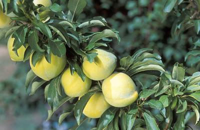 Japanese Plum [IMAGE] | EurekAlert! Science News Releases