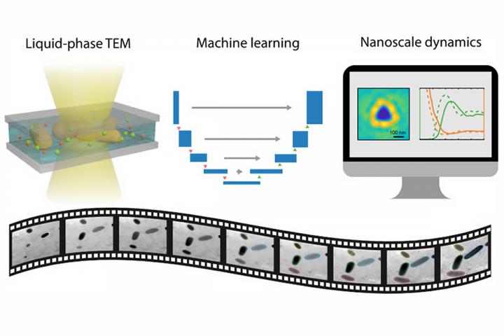 Simplified Version [IMAGE] | EurekAlert! Science News Releases