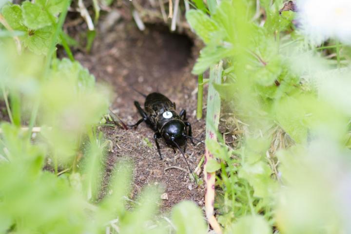 Wild Cricket [IMAGE] | EurekAlert! Science News Releases