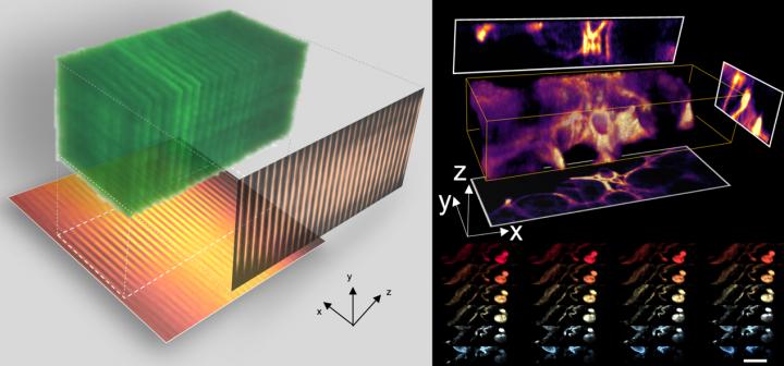 3D imaging at high speed [IMAGE] | EurekAlert! Science News Releases