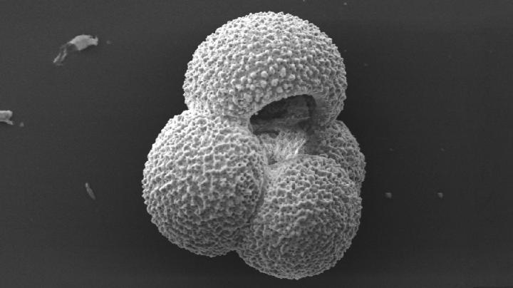 Globigerina bulloides [IMAGE] | EurekAlert! Science News Releases