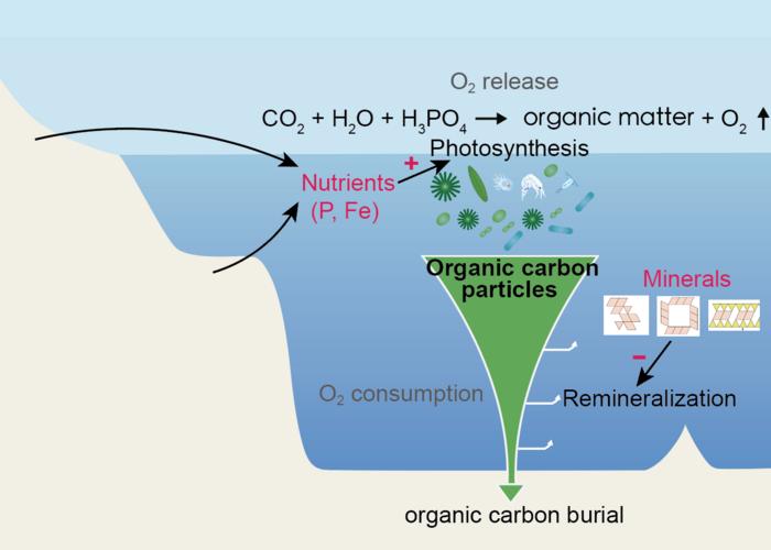 Clay-assisted organic carbon burial induced e | EurekAlert!