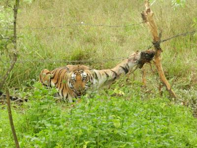 Injured Tiger | EurekAlert!