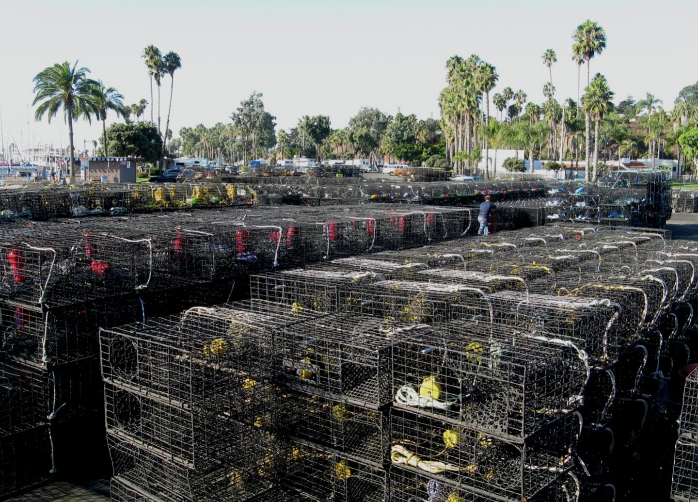 Lobster Cages [IMAGE] | EurekAlert! Science News Releases