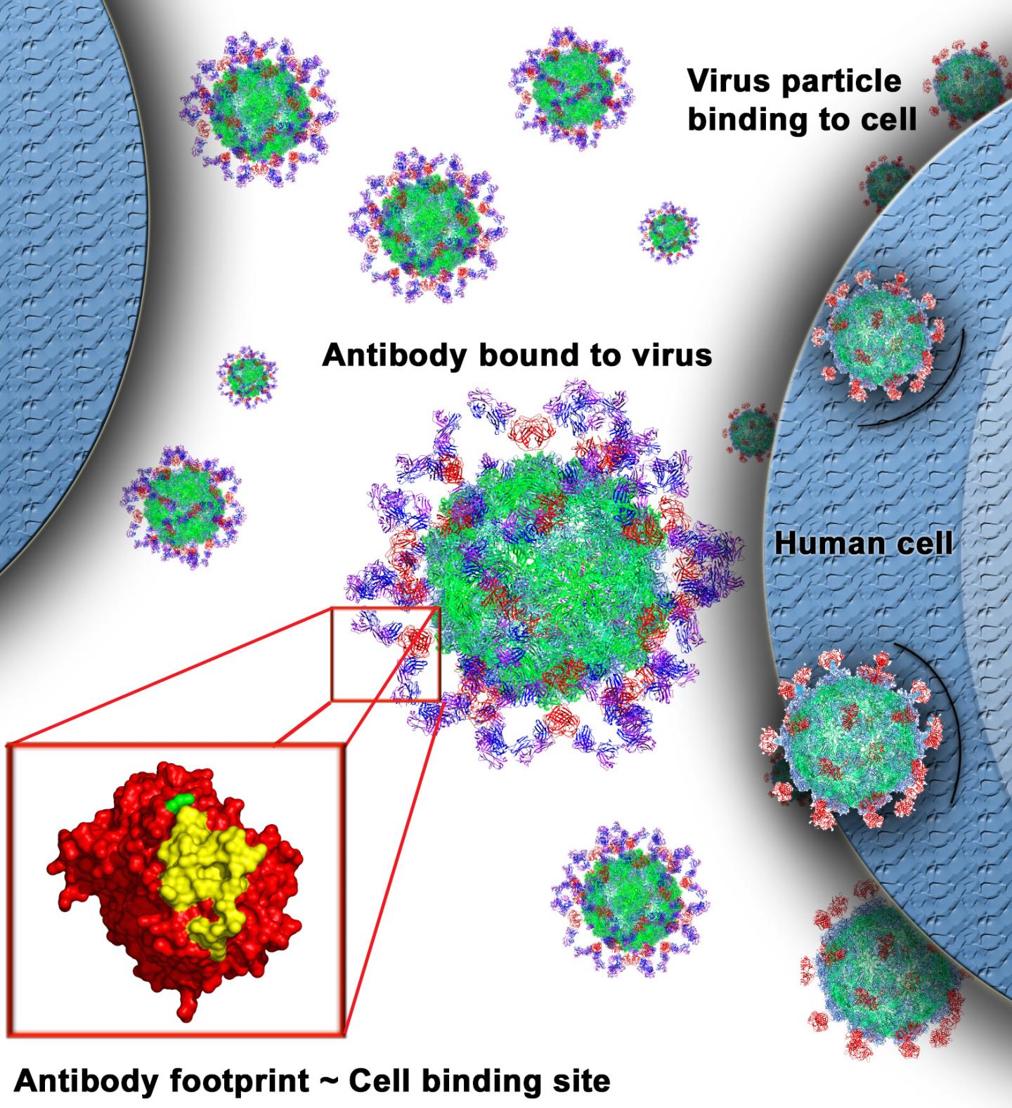 Astroviruses and Antibodies [IMAGE] | EurekAlert! Science News Releases