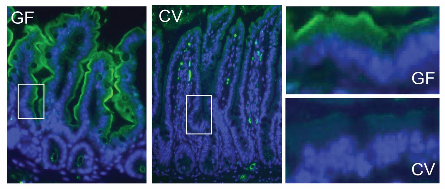 Gut microbiome regulates the intestinal immun | EurekAlert!