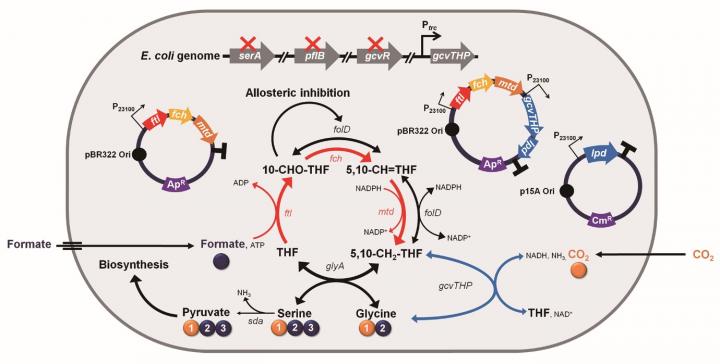 Assimilation Pathways [IMAGE] | EurekAlert! Science News Releases