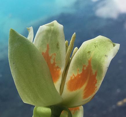 Tree rings tell climate stories that technolo | EurekAlert!