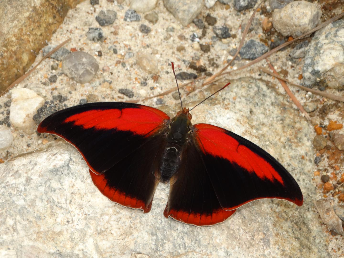 Polygrapha suprema (Sch [IMAGE] | EurekAlert! Science News Releases