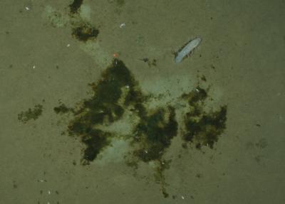 Melting Ice May Be Moving More Algae in the A | EurekAlert!