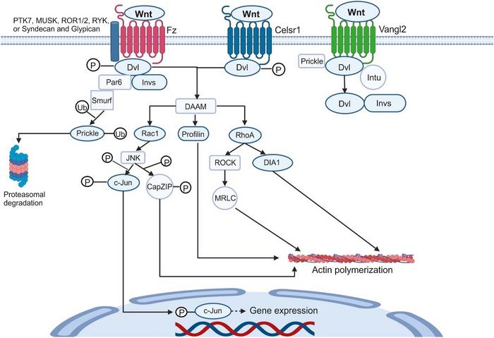 The noncanonical Wnt/PCP pathw [IMAGE] | EurekAlert! Science News Releases