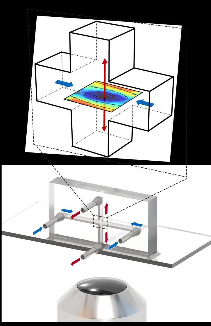 Cross Section [IMAGE] | EurekAlert! Science News Releases