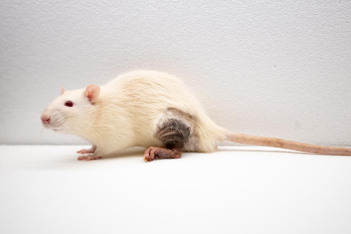 White Rat, Black Leg (2) [IMAGE] | EurekAlert! Science News Releases