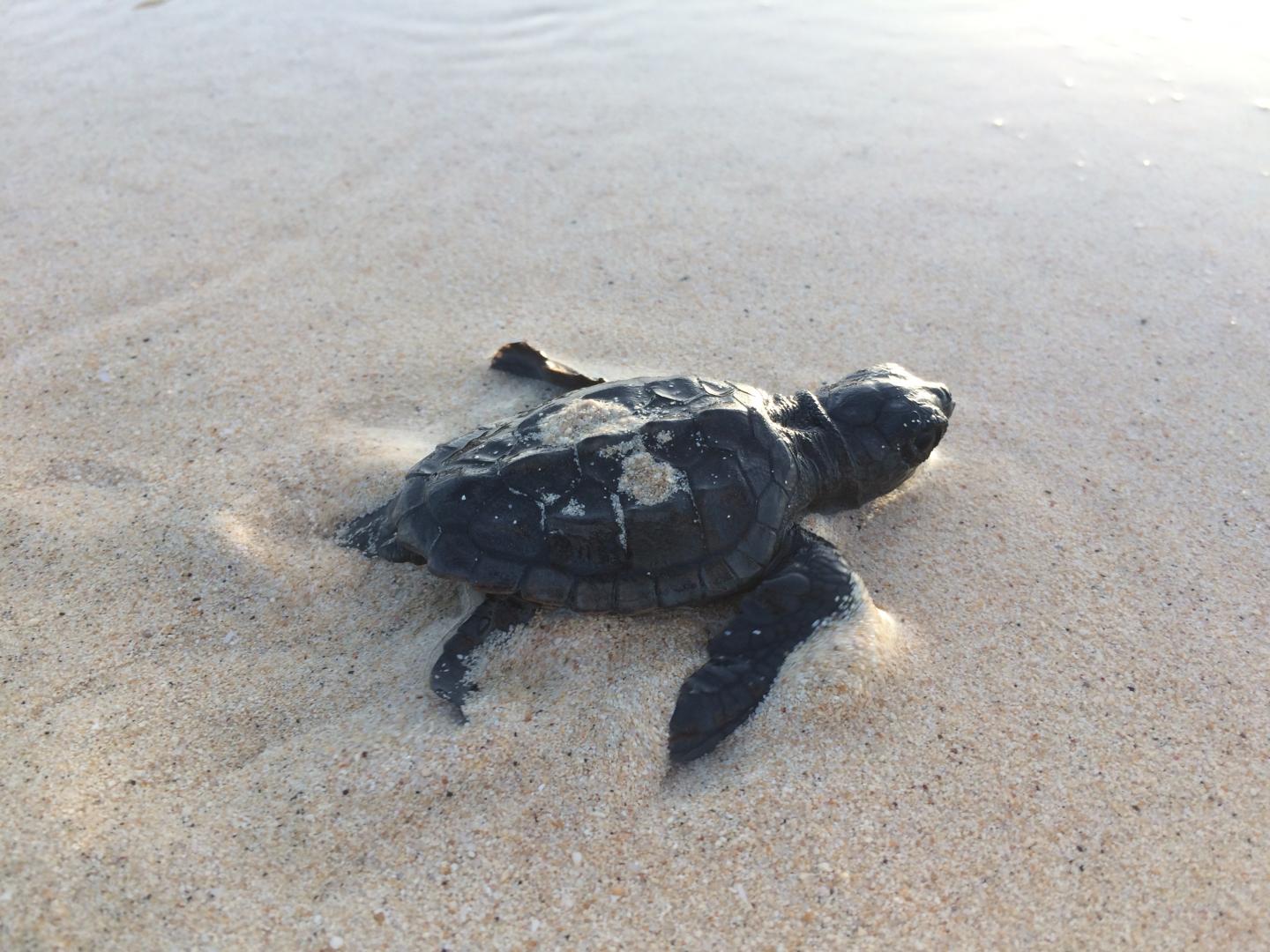 Loggerhead Turtle [IMAGE] | EurekAlert! Science News Releases
