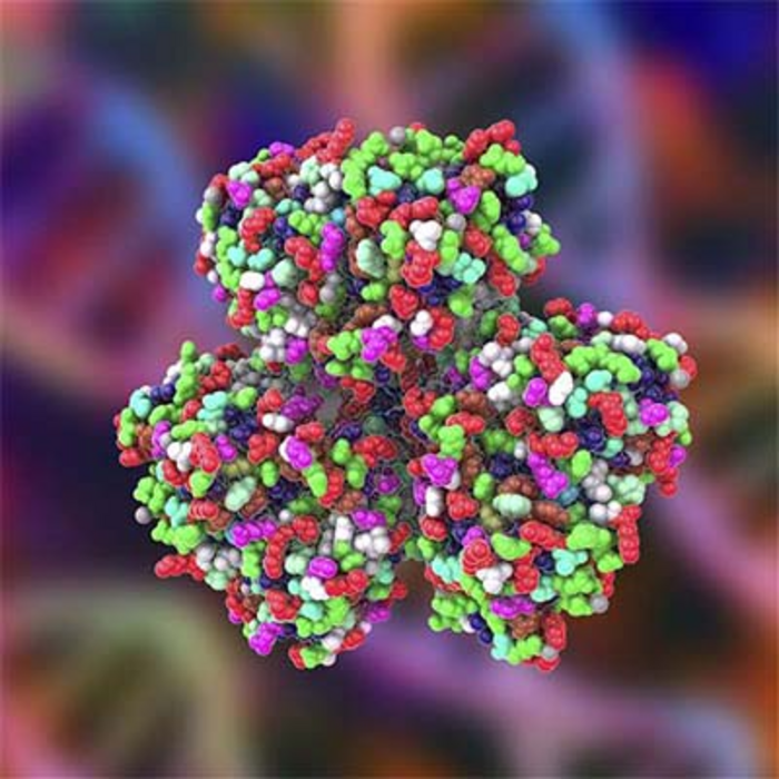 3D Huntingtin protein [IMAGE] | EurekAlert! Science News Releases