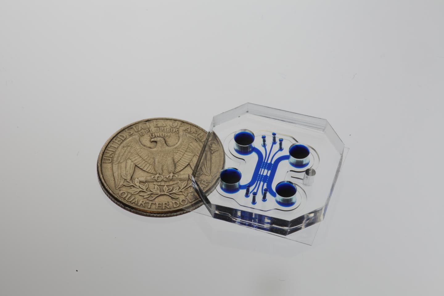 Light-Activated, Bioengineered Neuromuscular | EurekAlert!