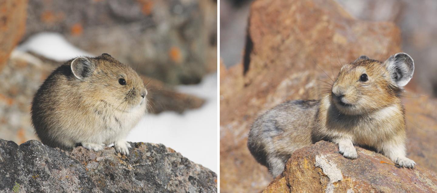 Adorable alpine animal acclimates behavior to | EurekAlert!