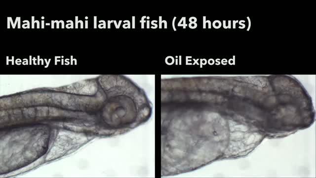 Weathered oil from DW Horizon spill may threa | EurekAlert!