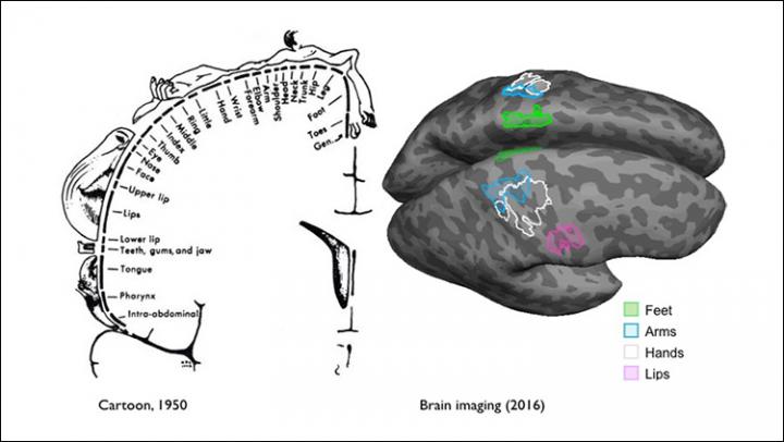 Cortical Homunculus [image] Eurekalert Science News Releases