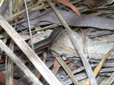 Southern Grass Skink [IMAGE] | EurekAlert! Science News Releases