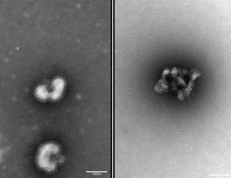 Urumin and Flu [IMAGE] | EurekAlert! Science News Releases