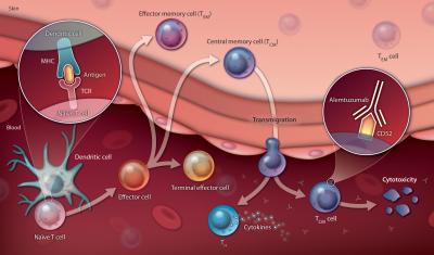 Skin Cancer Drug Spares Certain Immune Cells | EurekAlert!