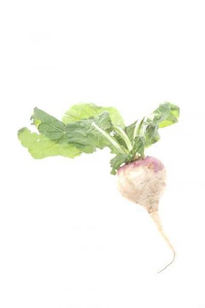 A Bitter Turnip [IMAGE] | EurekAlert! Science News Releases