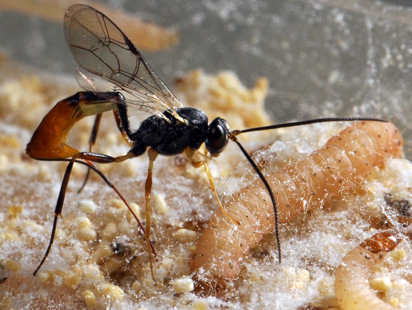 Wasps Captured Viruses in DNA as Part of Evol | EurekAlert!