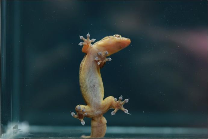 How Gecko Anatomy Helps even L [IMAGE] | EurekAlert! Science News Releases