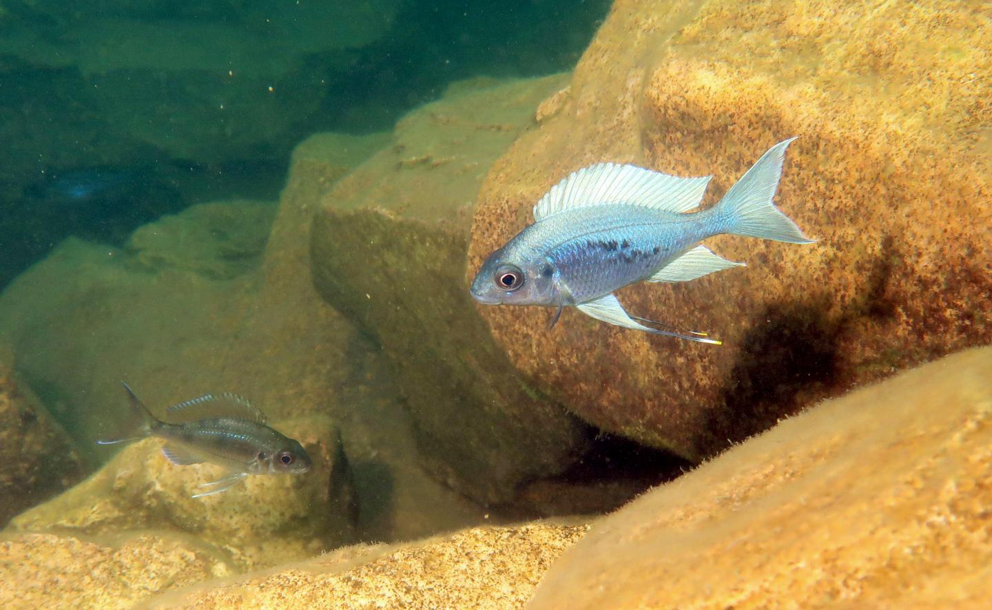 Cichlid fish from African Lake [IMAGE] | EurekAlert! Science News Releases