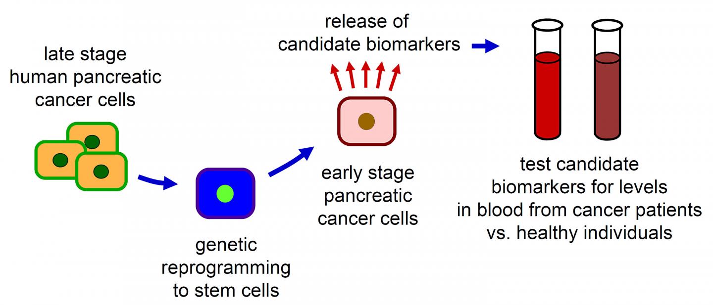 Pancreatic Cancer Biomarkers [IMAGE] | EurekAlert! Science News Releases
