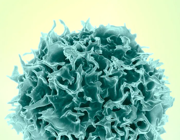 T cell [IMAGE] | EurekAlert! Science News Releases