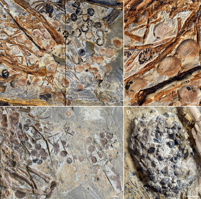 Fossil seeds [IMAGE] | EurekAlert! Science News Releases