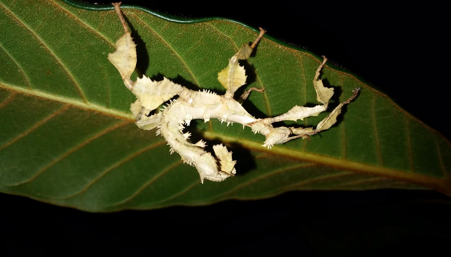 Extatosoma tiaratum [IMAGE] | EurekAlert! Science News Releases